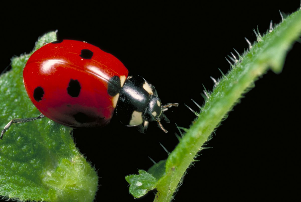 Where are all the ladybirds? - Sally Morgan - Living on one acre or less
