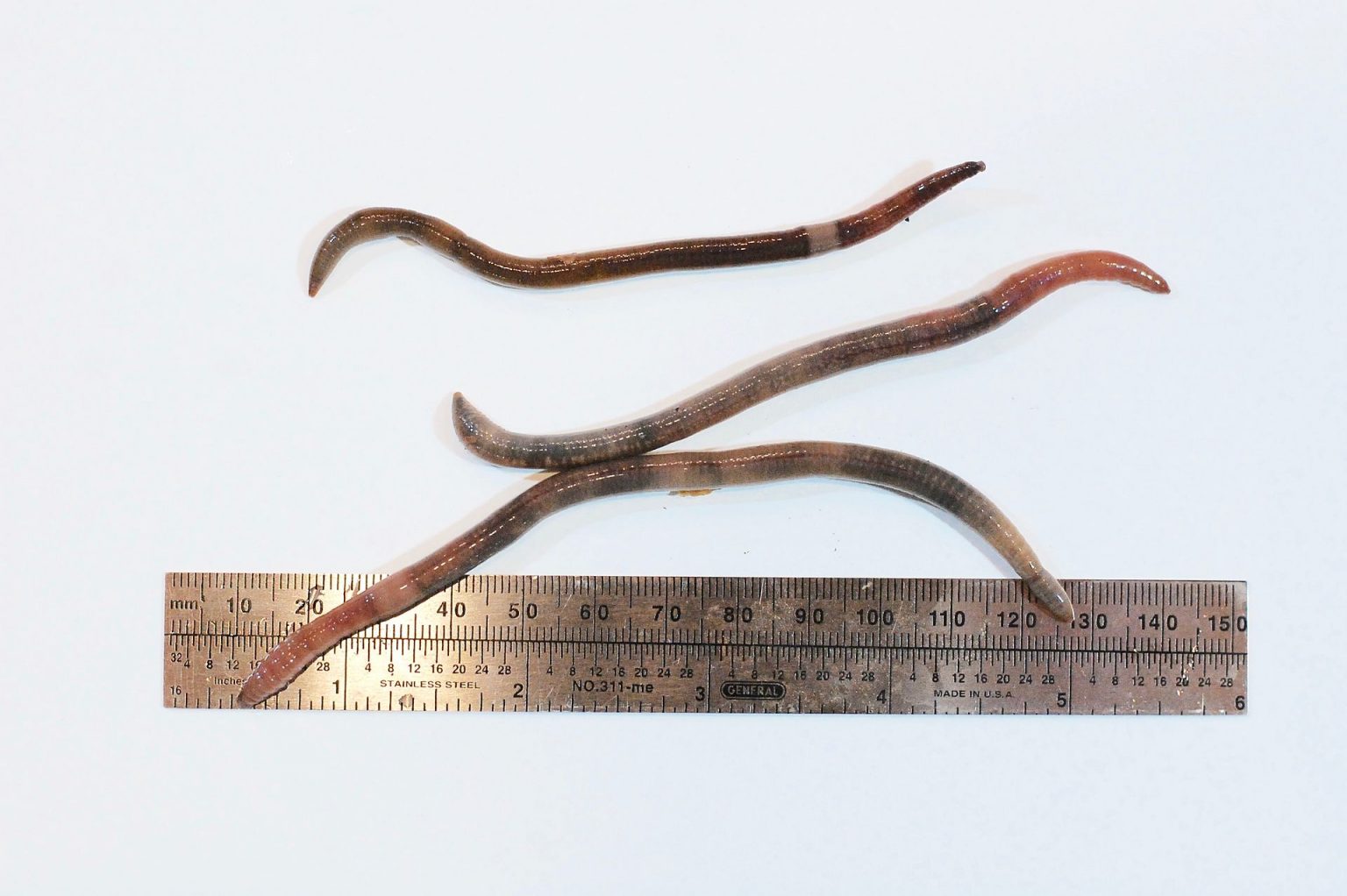 Earthworms - native and non-native, nightcrawlers and jumping worms ...
