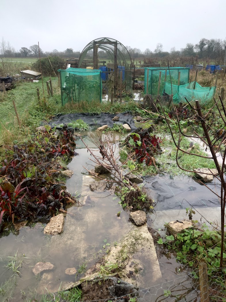 Waterlogged gardens and allotments - Sally Morgan - Living on one acre ...