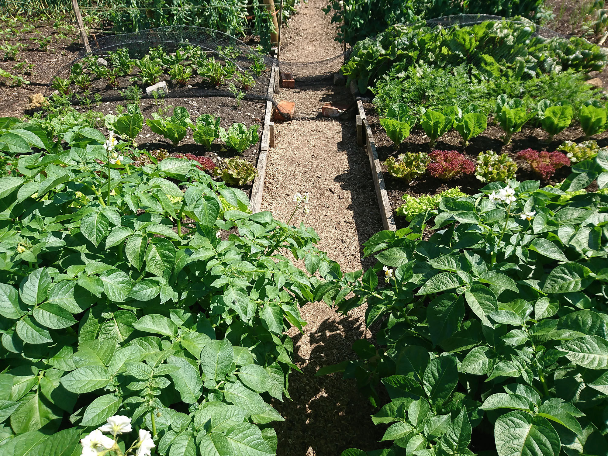 The no-dig garden - Sally Morgan - Living on one acre or less