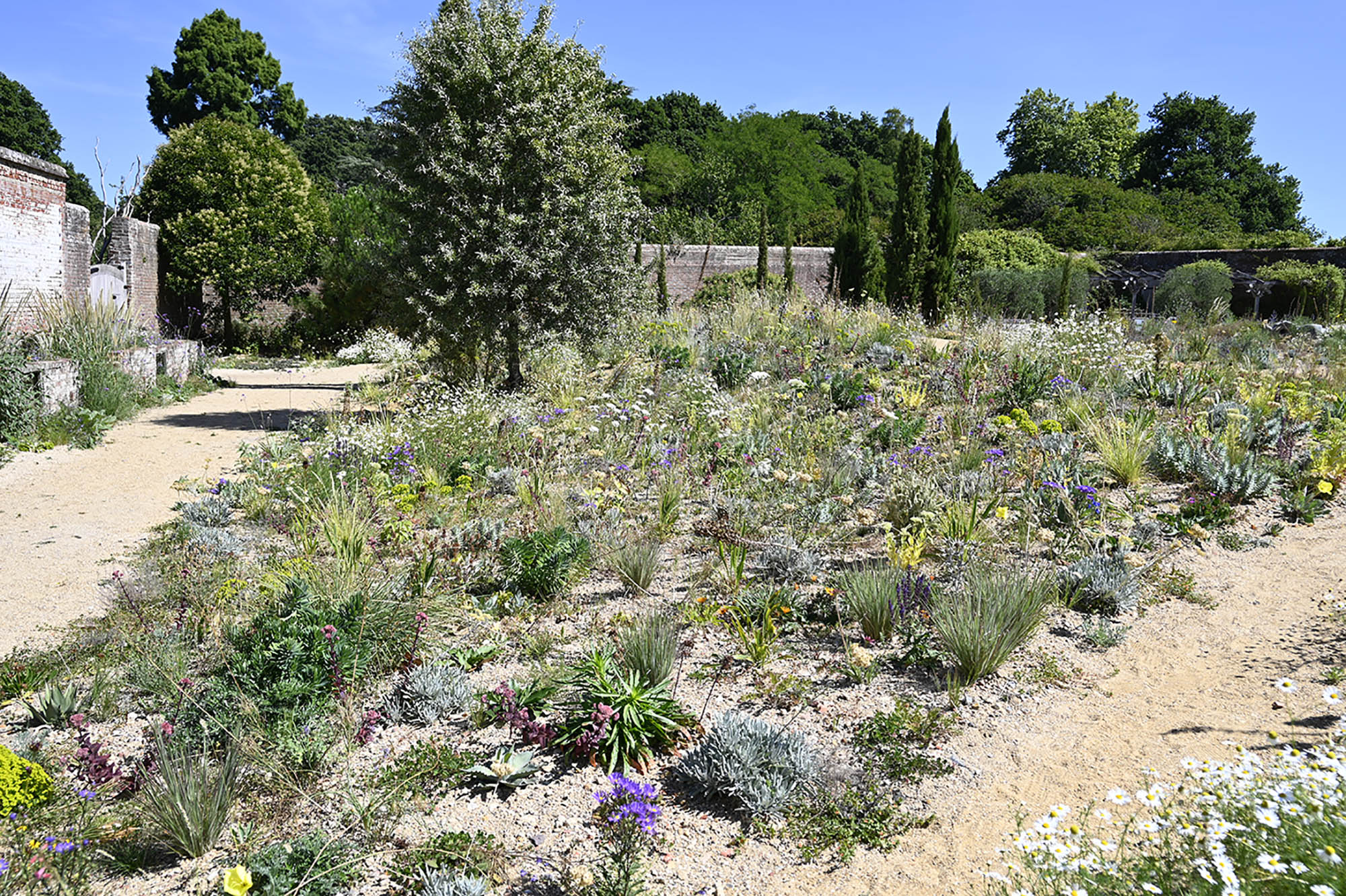 Rewilding the garden - Knepp style - Sally Morgan - Living on one acre ...