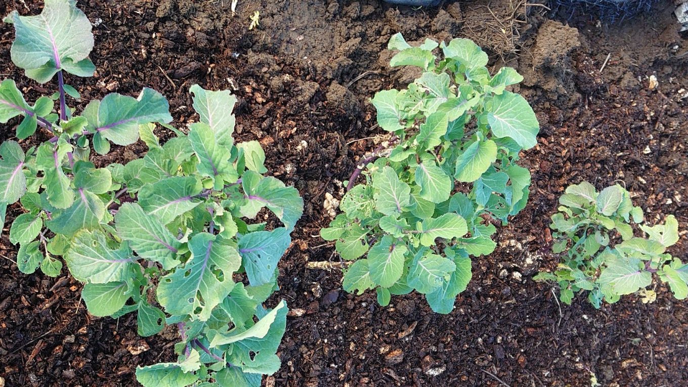Growing perennial kale - Sally Morgan - Living on one acre or less
