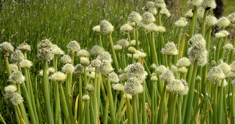 Unusual veg 1: Perennial onions - Sally Morgan - Living on one acre or less