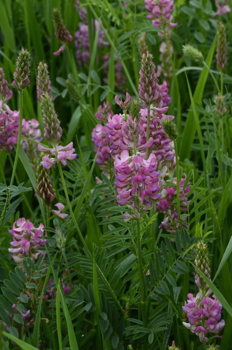 Sainfoin - Sally Morgan - Living on one acre or less